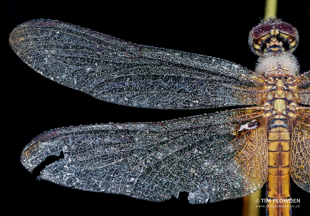 Photographer Tim Plowden gets up close and personal with forest ...