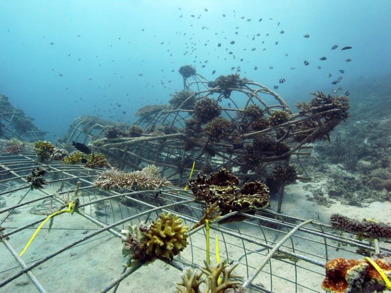 Is BioRock technology saving Indonesia’s coral reefs? | IPF